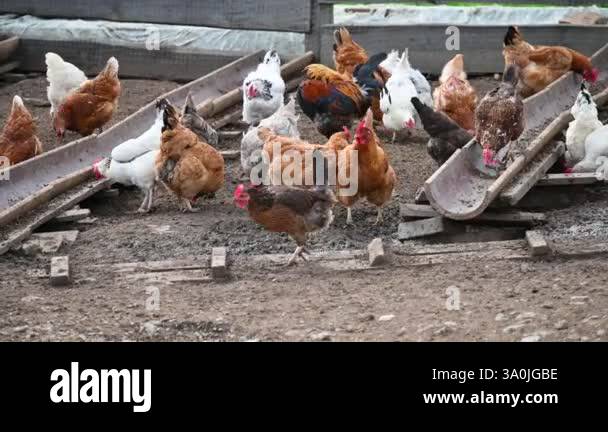 Chickens on farm Stock Videos & Footage - HD and 4K Video Clips - Alamy