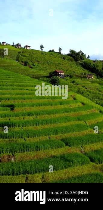 Immerse yourself in the breathtaking beauty of Chiang Mais terraced ...
