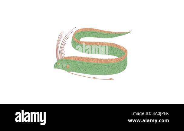 Oarfish Green Blue Color Long Fish in the Sea Animation Stock Video ...