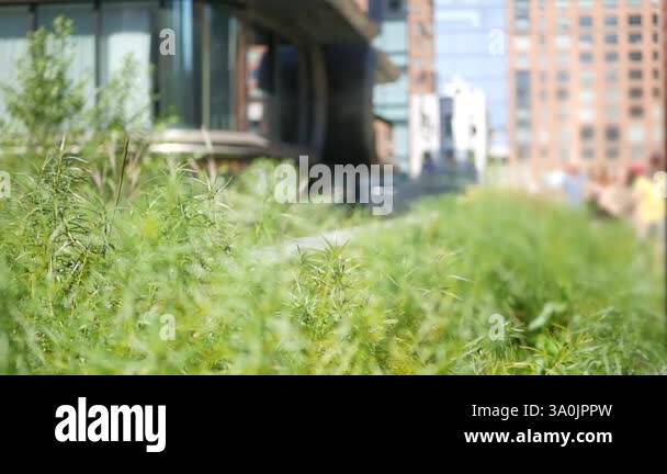 New York City High Line elevated greenway, Manhattan Midtown, USA ...