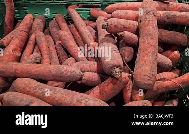 display case with dirty carrots, on the counter in a store, fresh ...