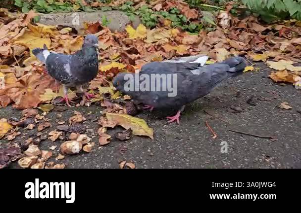 Feed the birds. Pigeons eat fallen broken and crushed walnuts on the ...