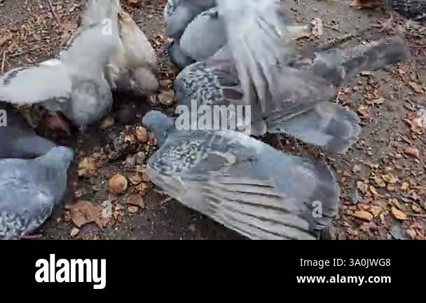 Feed the birds. Pigeons eat fallen broken and crushed walnuts on the ...