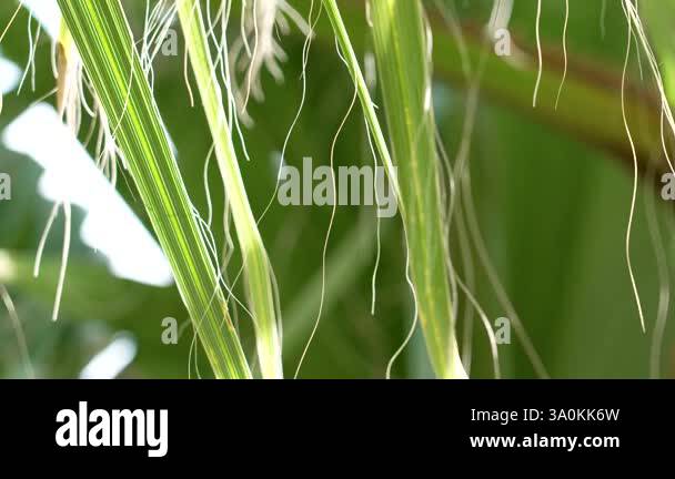 Long thread-like white fibers of fan palm tree fronds in sunny day ...