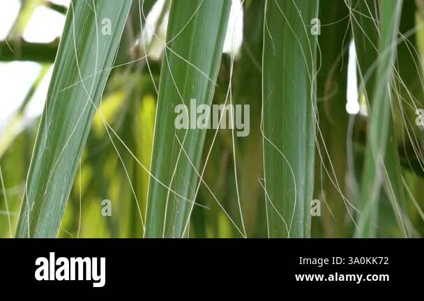 Thread-like white fibers of fan palm tree fronds close up. Washingtonia ...