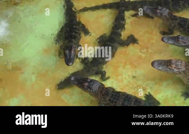 Several juvenile alligators swim in a gator farm in Florida, USA. The ...