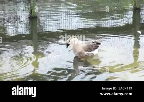 Wild grey goose swims in lake, pond of city park, migration of ...
