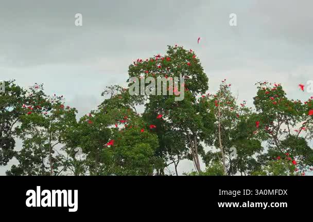 Sleeping ibis Stock Videos & Footage - HD and 4K Video Clips - Alamy