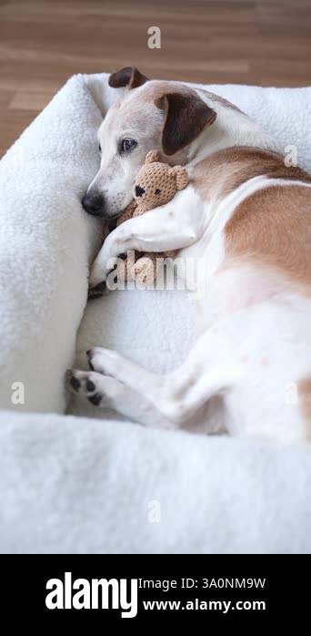 dog sleeping in pet bed hugging best friend family toy bear. Elderly ...
