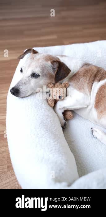 sleepy dog in pet bed hugging best friend toy bear. senior dog Jack ...