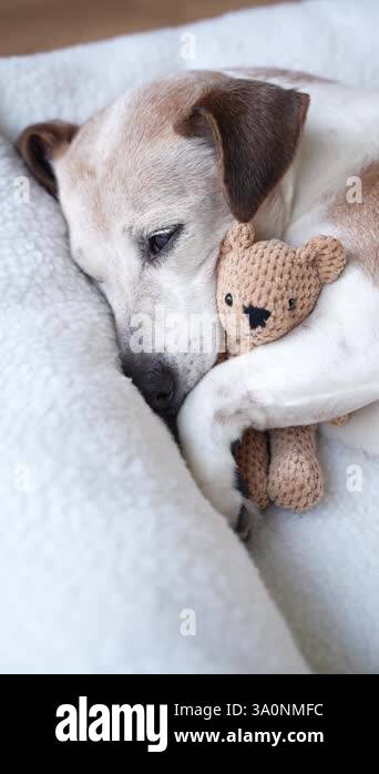 dog tired sleeping in pet bed face hugging best friend family toy bear ...