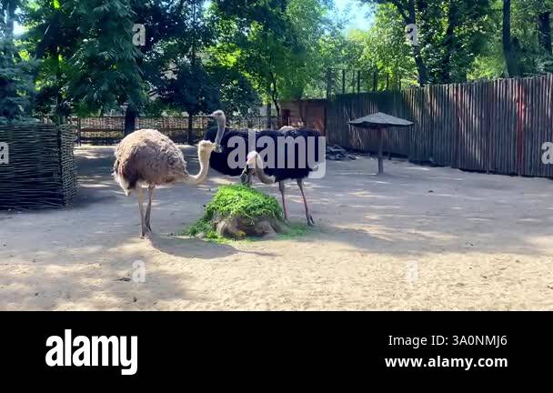 Somali ostriches emu feeding,grazing on open zoo,ranch,farm,enclosure ...
