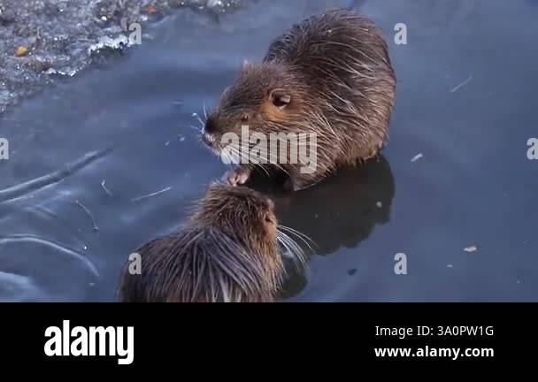 Wild nutria in a frozen pond in a city park.Survival of nutria in their ...