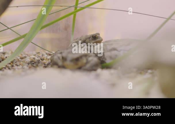 A detailed close-up of a toad resting on rocky ground, surrounded by ...