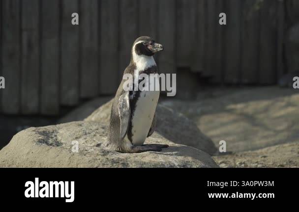 South African penguin, Spheniscus demersus, also known as Cape penguin ...