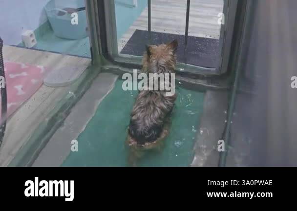 Yorkshire terrier enjoys a refreshing swim in a rehabilitation water ...