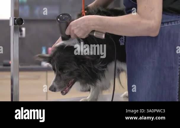 Professional pet groomer drying border collie fur with hair dryer Stock ...