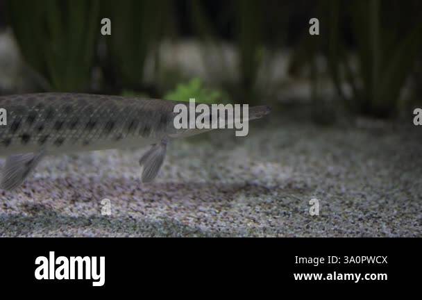 Spotted gar, Lepisosteus oculatus is freshwater fish native to North ...