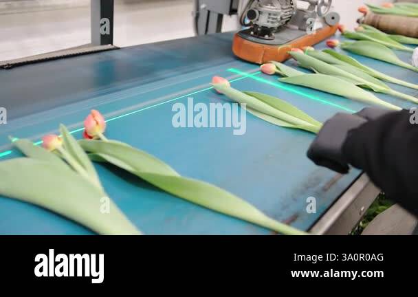 Slow motion capture of tulips being prepared on a conveyor belt in a ...
