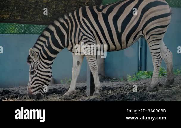 A zebra with black and white stripes is eating hay in its enclosure at ...
