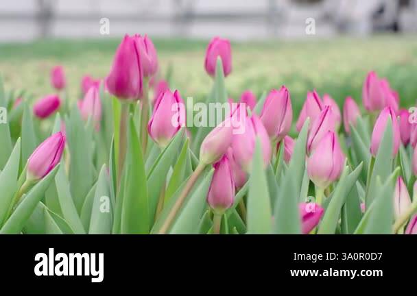 Tulips swaying gracefully in slow motion during a vibrant spring day at ...