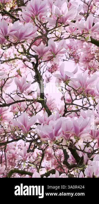 Magnolia flowering tree in full bloom. Pink magnolia flowers sway on ...