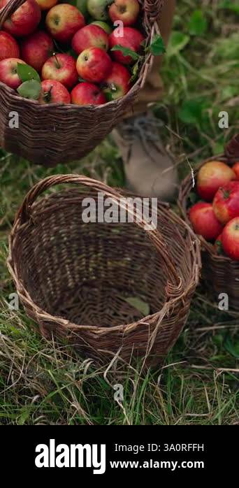 Fruit basket baskets Stock Videos & Footage - HD and 4K Video Clips - Alamy