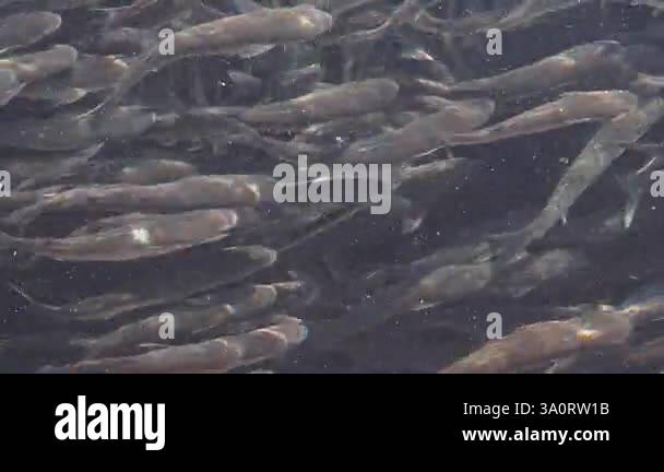 A lot of fish swimming in the fresh clear water in the port of Nessebar ...