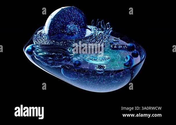 illustration of the blue biological cell, mitochondria on black ...