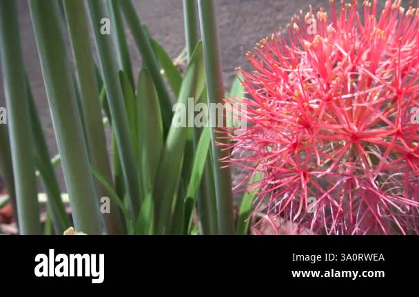 Scadoxus multiflorus, Haemanthus multiflorus, blood lily, ball lily ...