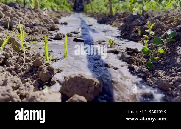 Close-up of an irrigation system channeling water through a cultivated ...