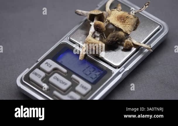 Psilocybin mushrooms Golden Teacher, close-up Stock Video Footage - Alamy