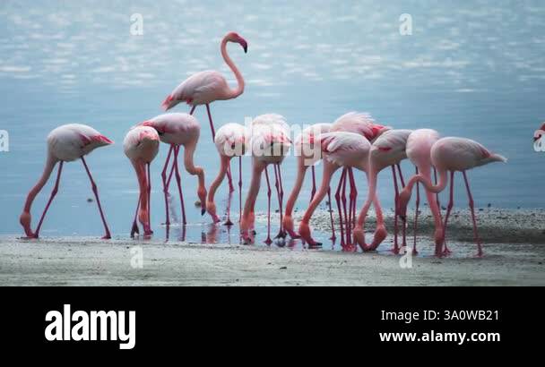Group of pink flamingos eating on the lake shore. Beautiful scenery of ...