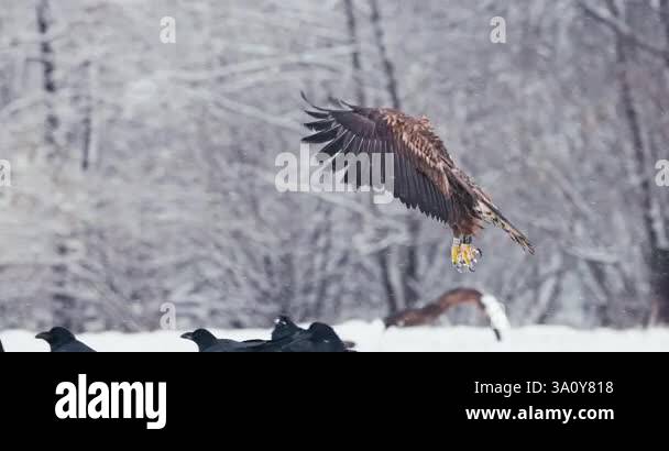 Golden white-tailed eagle, bird of prey common buzzard, buteo buteo, flight to prey and fighting ...