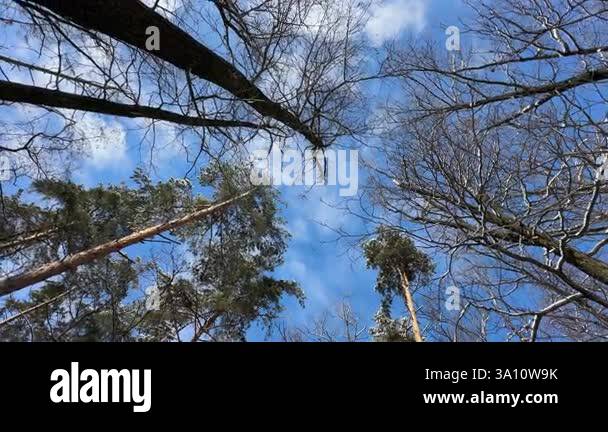 High trees park in Stock Videos & Footage - HD and 4K Video Clips - Alamy