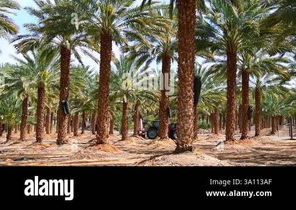 Palm plantation mechanicals maintenance and care of date palms. Image ...