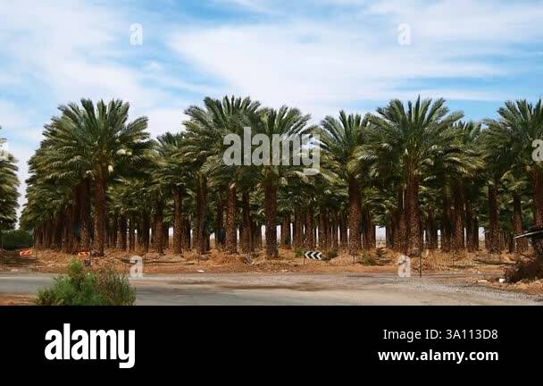 Plantation of date palms for healthy food industrial production. Date ...