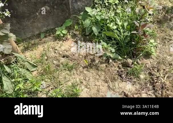 Radish Flowering in Garden with Green Leaves and White Blossoms 4K ...