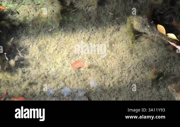 A captivating view of fishes thriving in their natural aquatic ...