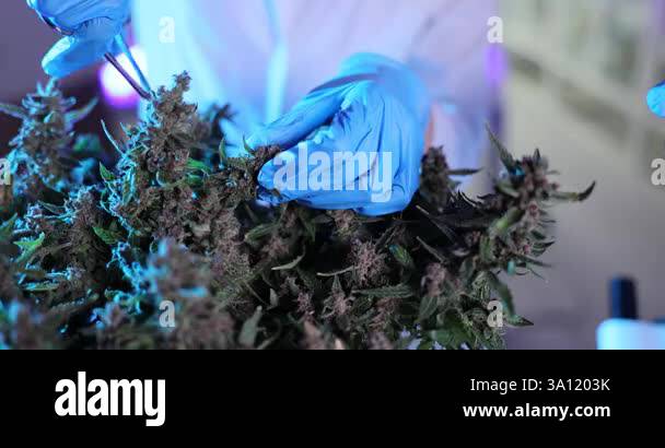 Scientists cut marijuana buds for further examination. Researchers ...