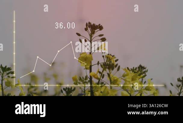 Graph line animation over yellow flowers in natural outdoor setting ...