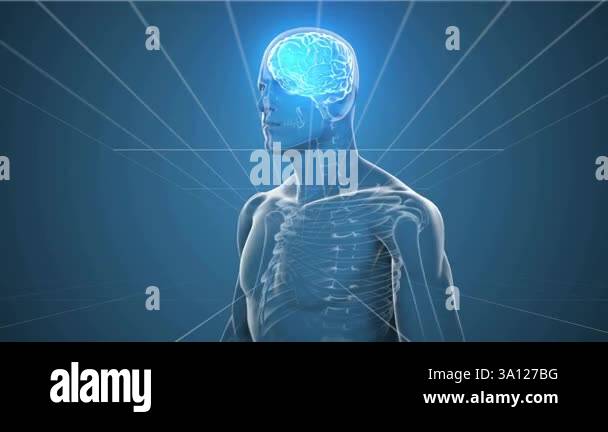Animation of human anatomy showing brain and spinal cord with glowing ...