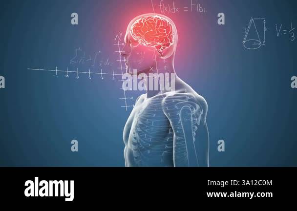 Animation of brain highlighted in human anatomy, surrounded by school ...
