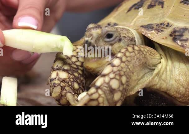 A close-up view of a tortoise eating a piece of fresh vegetable, with a ...