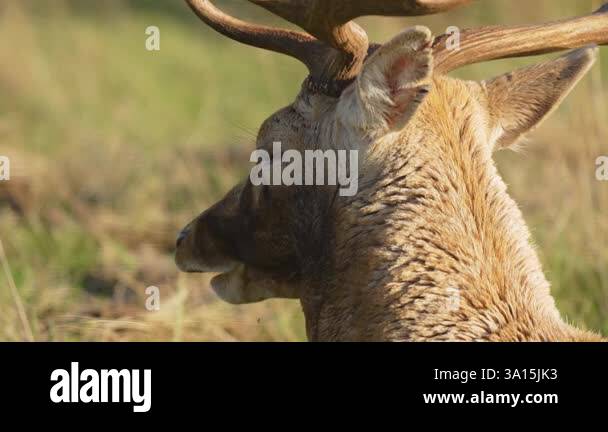 Side profile of fallow deer head with detailed antlers in natural light ...