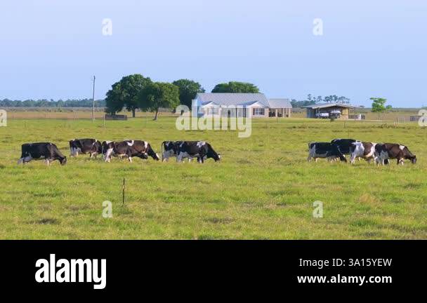 Milk cows grazing on green farm pasture in front of farmer house ...