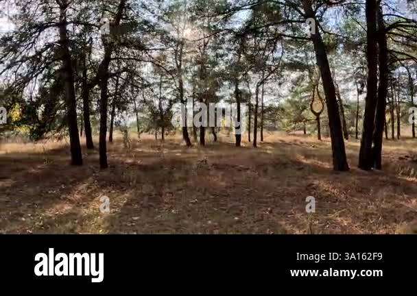 walk in the forest. autumn forest. long shadows from trees. hiking in ...