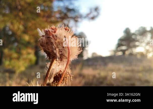 dry grass in the sun rays. dried flowers in the sun rays. natural ...