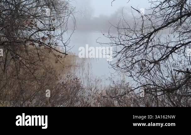 Pine trees on the river bank. Landscape with cloudy sky. Landscape with ...