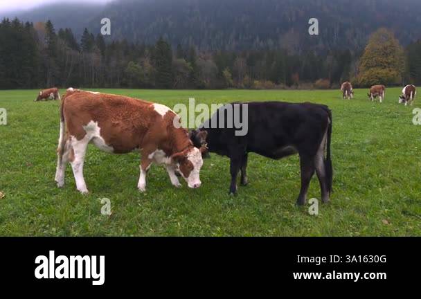 Young bulls and cows graze on sustainable farm in Bavaria, Germany, in ...